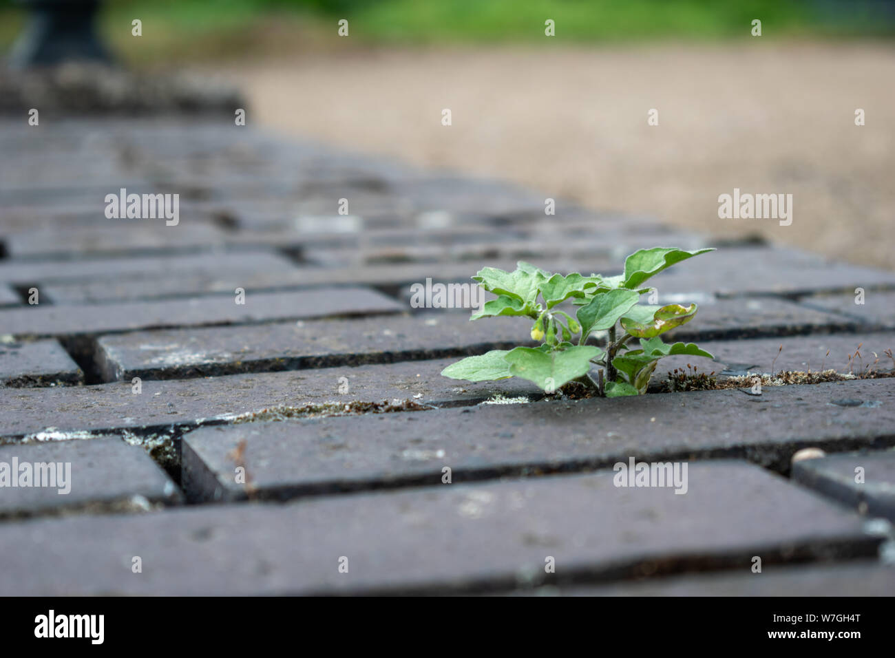 Plant overgrowth hi-res stock photography and images - Alamy
