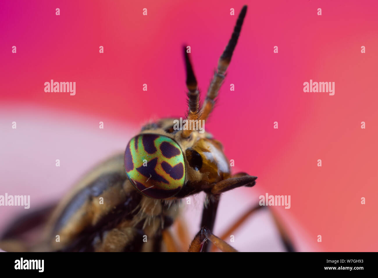 Macro photo of a deer fly's head and eyes with a pink background Stock ...
