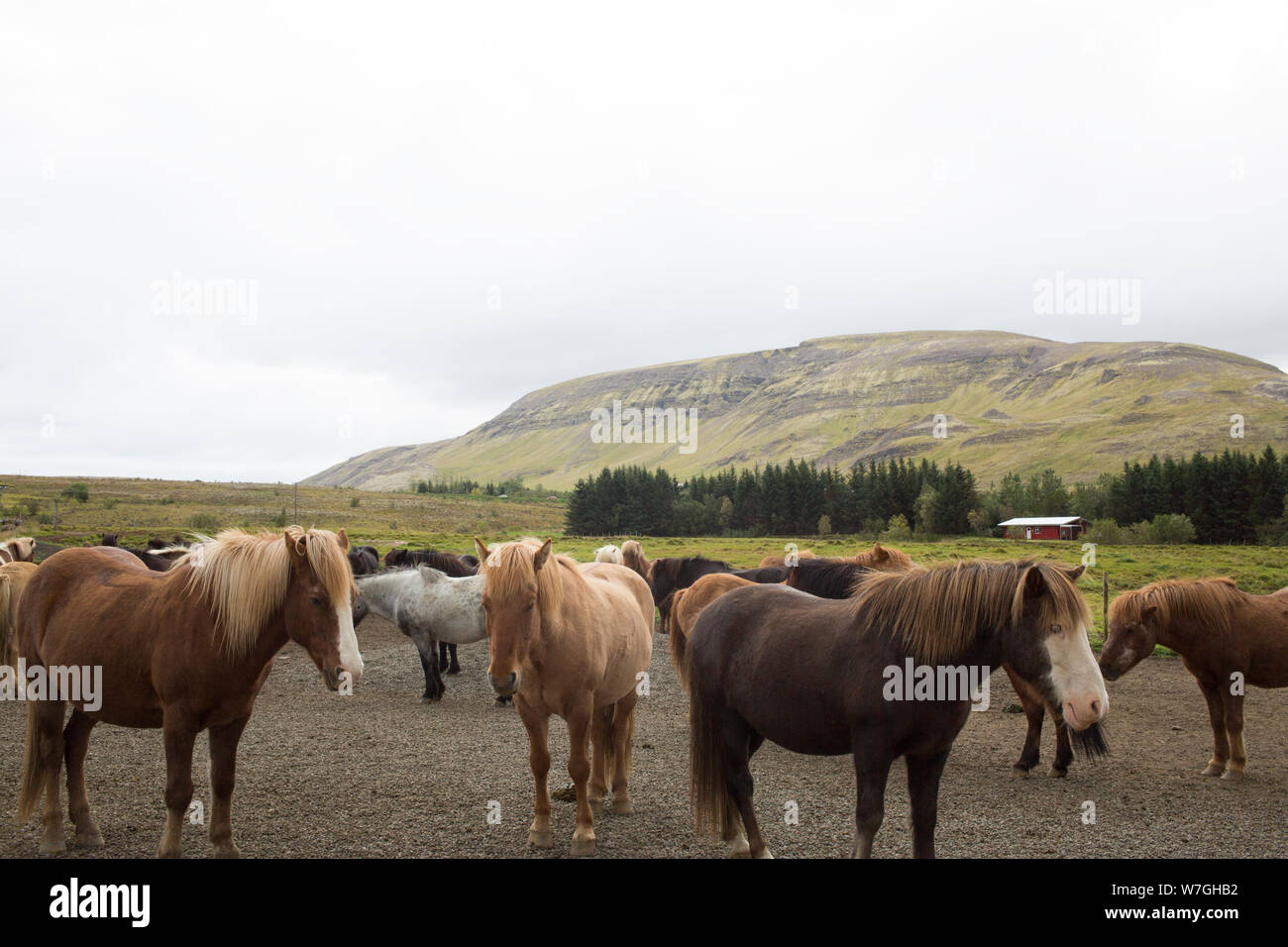 Icelandic horses relaxing in their enclosure or corral with mountains ...