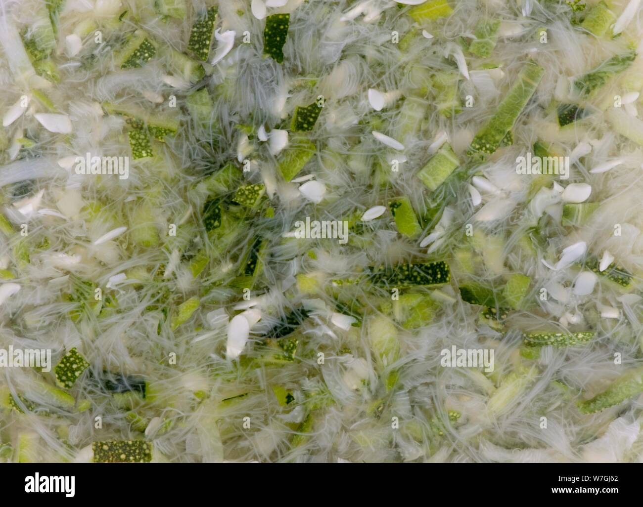 Abstract view of crushed Zucchini pieces floating in water. Pieces of ...