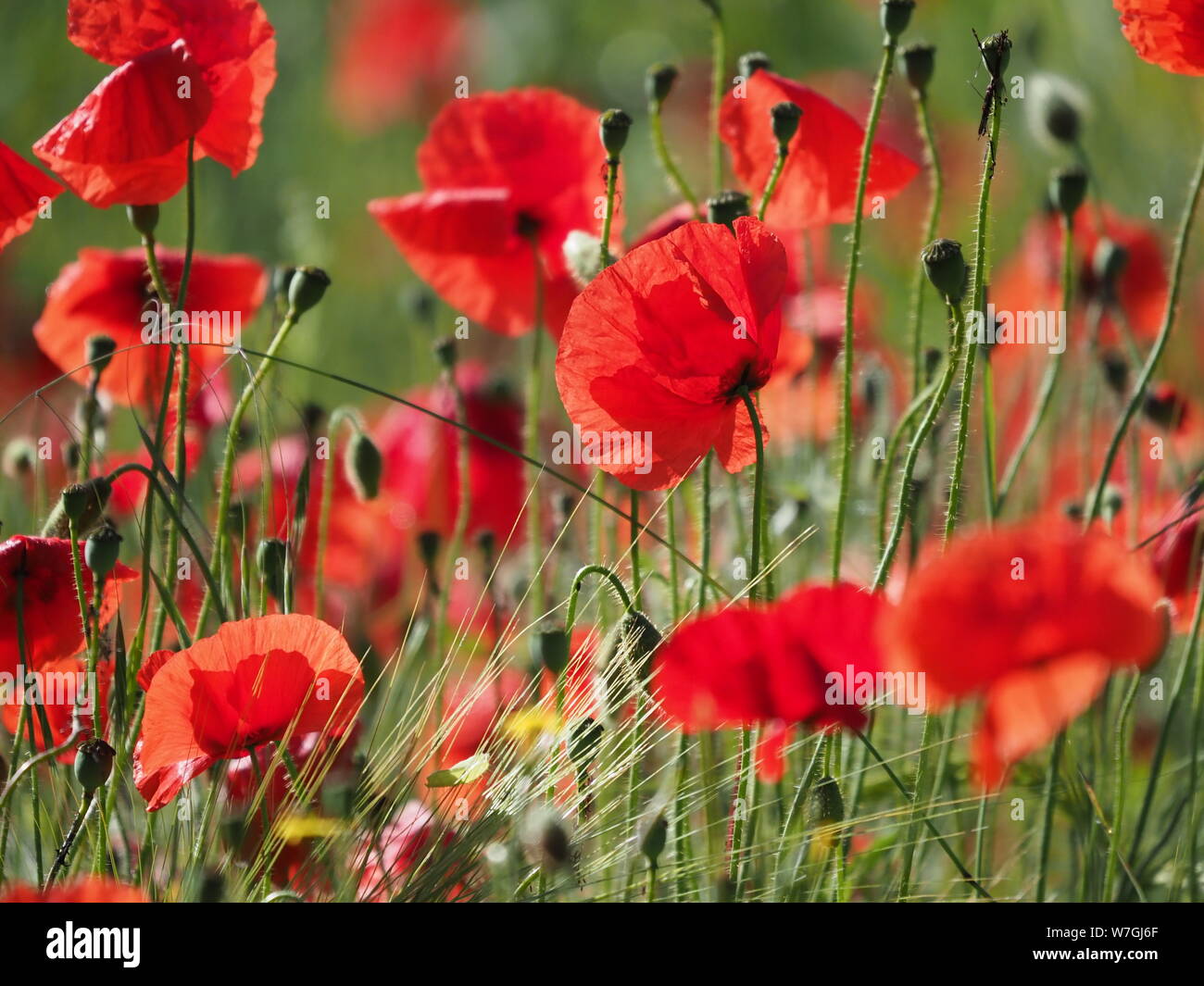 Red Poppy Field Poppies Stock Photo - Alamy