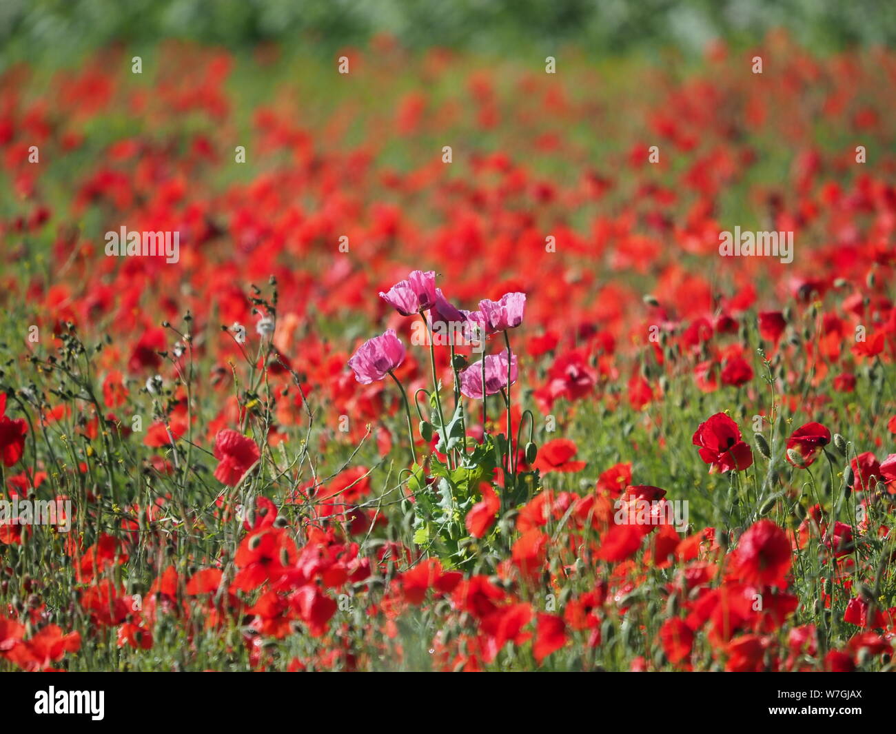 Pink Poppy in Red Poppy Field Poppies Stock Photo - Alamy