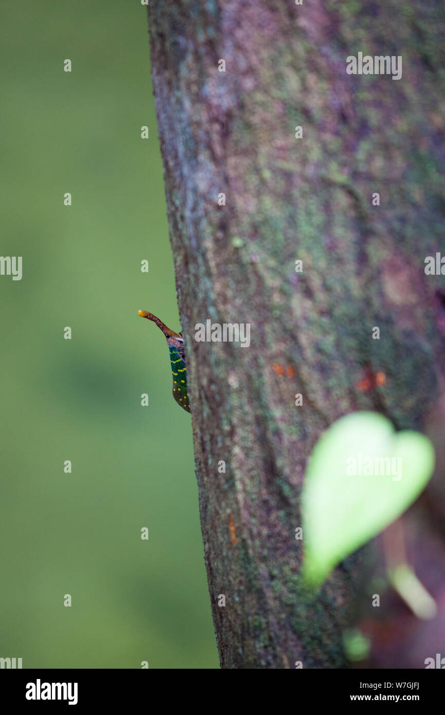 Exotic bug behind tree trunk in nature at Borneo Malaysia Stock Photo ...