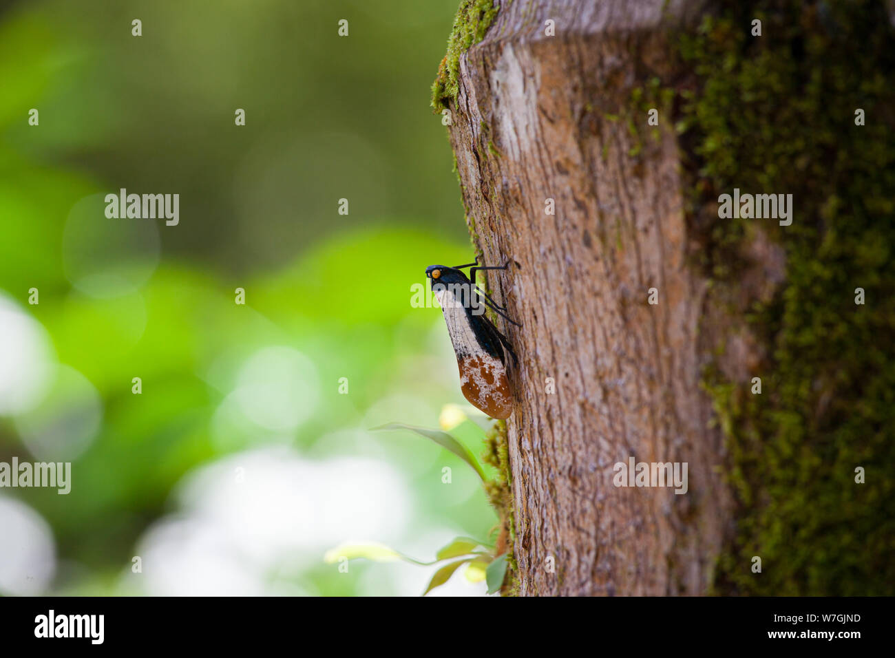 Exotic small bug on a tree trunk at Borneo Malaysia Stock Photo - Alamy