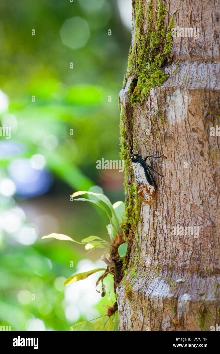 Exotic small bug on a tree trunk at Borneo Malaysia Stock Photo - Alamy