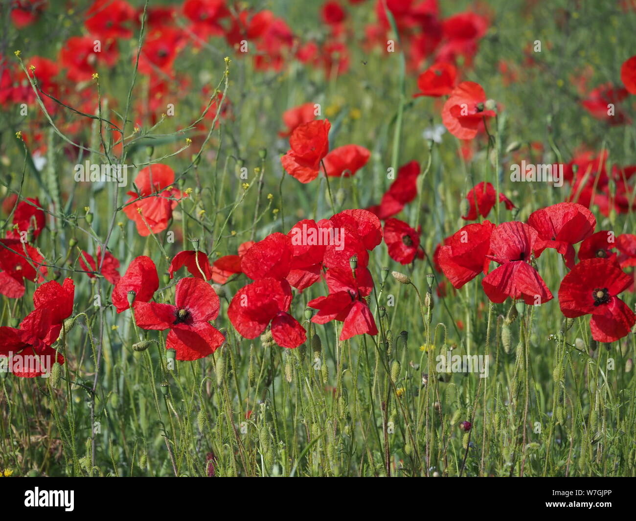 Red Poppy Field Poppies Stock Photo - Alamy