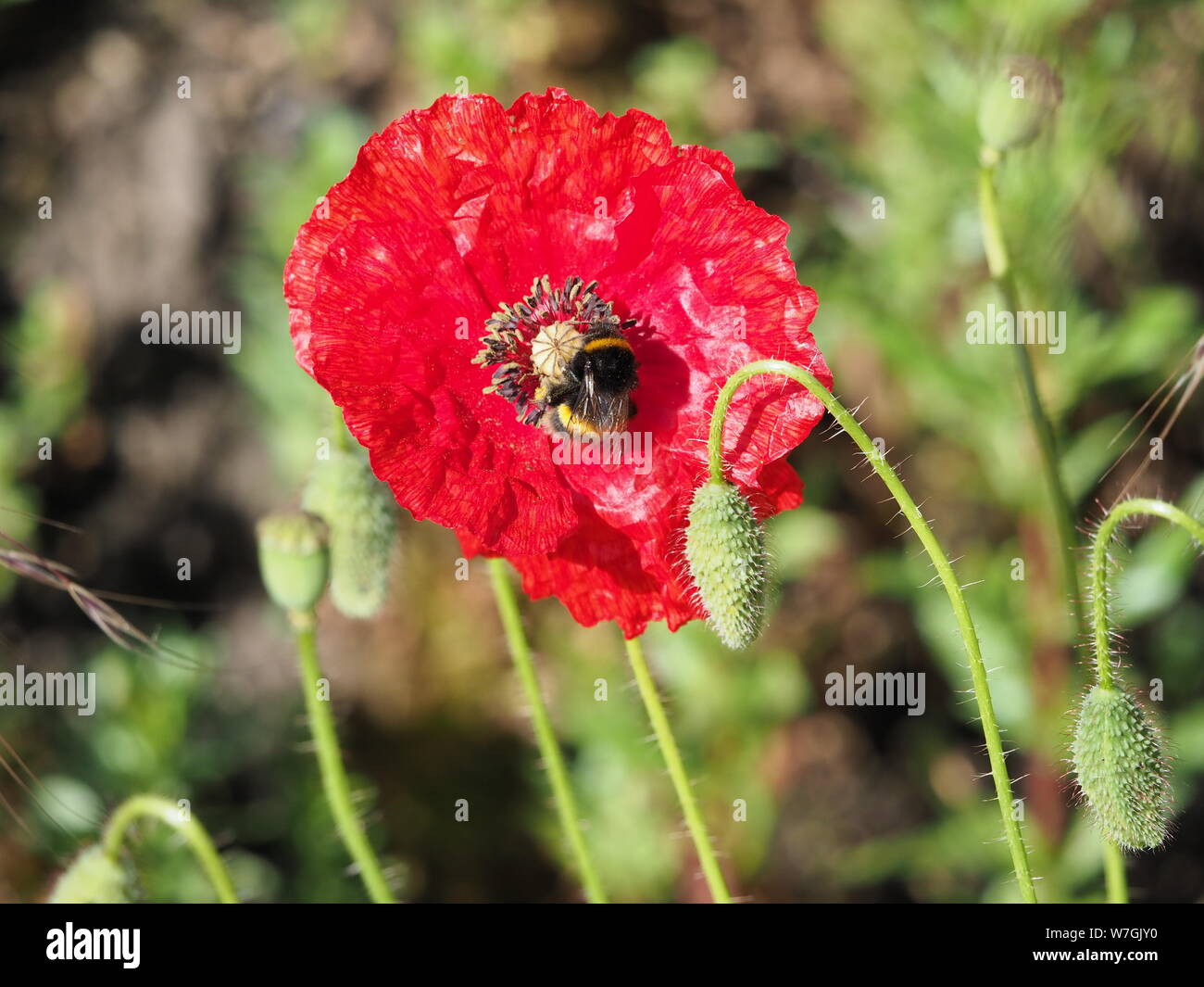 Bumble Bee on Red Poppy Stock Photo - Alamy
