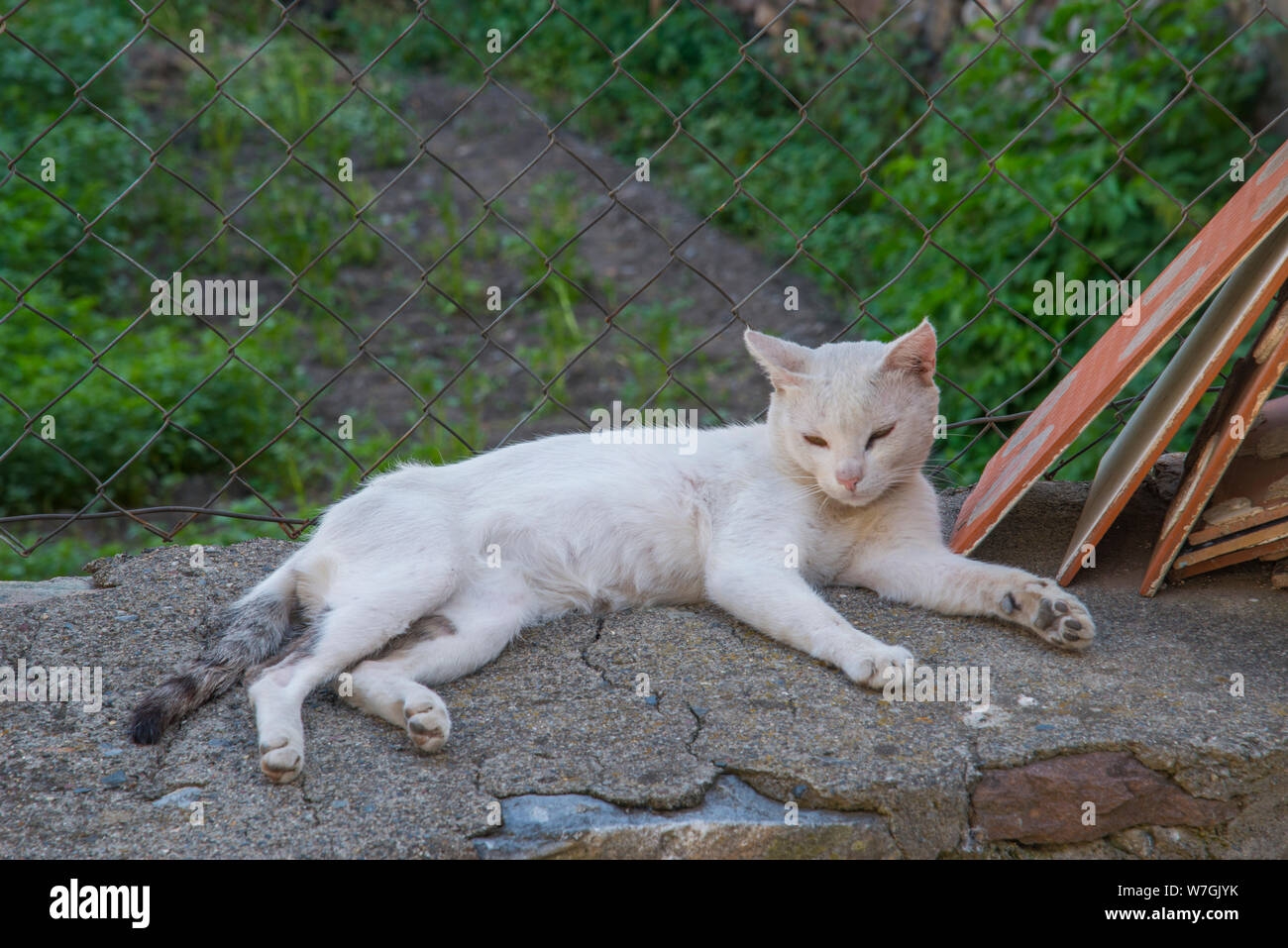 Habito felino hi-res stock photography and images - Alamy