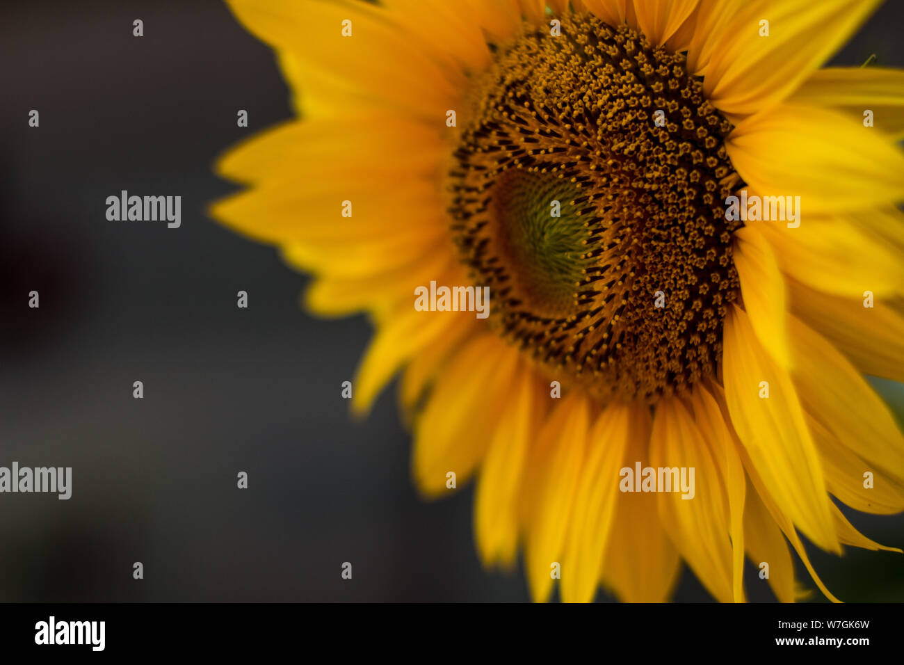 Sunflower bloom hi-res stock photography and images - Alamy