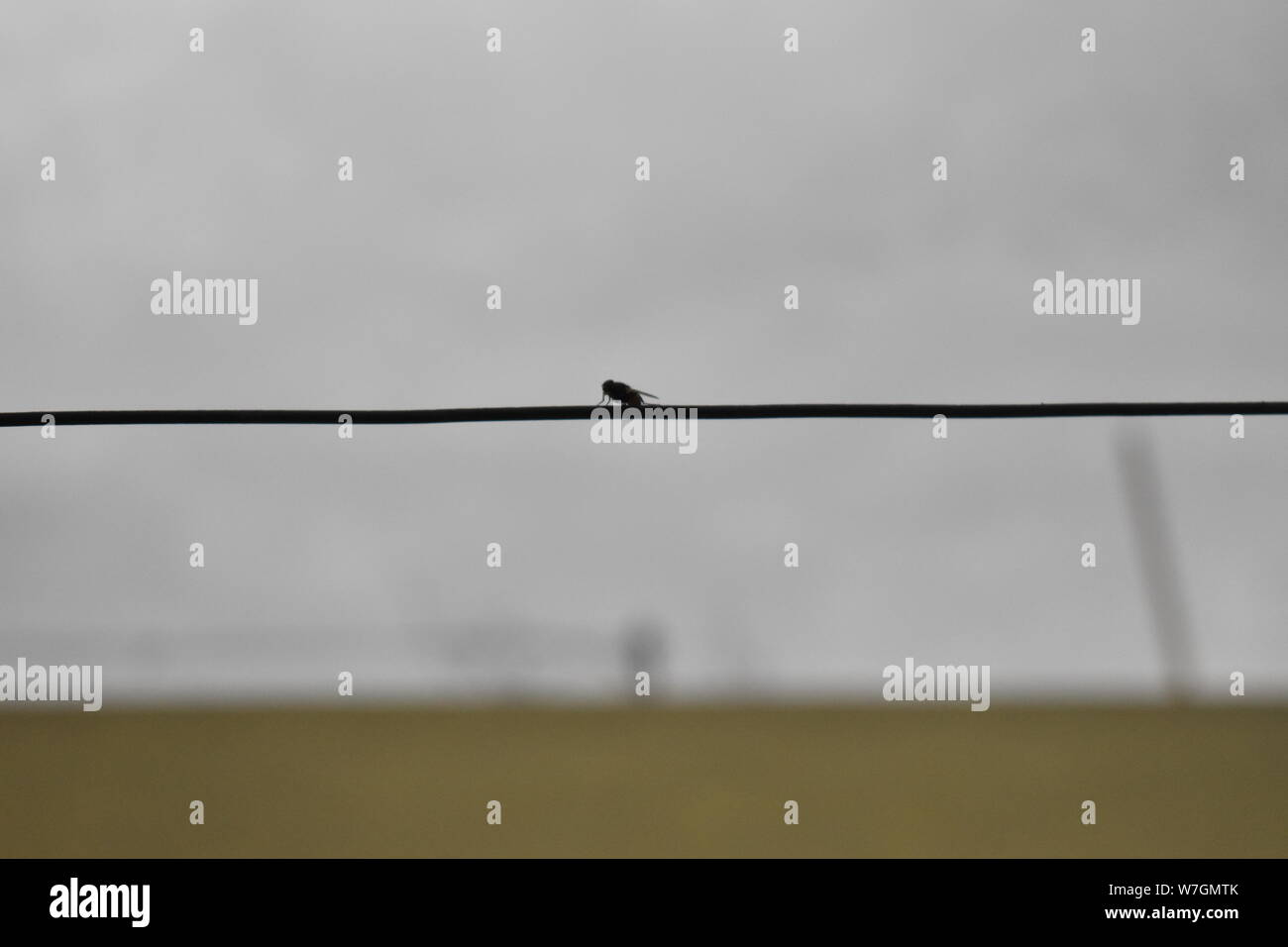 A FLY IS SITTING ON THE ROPE Stock Photo - Alamy