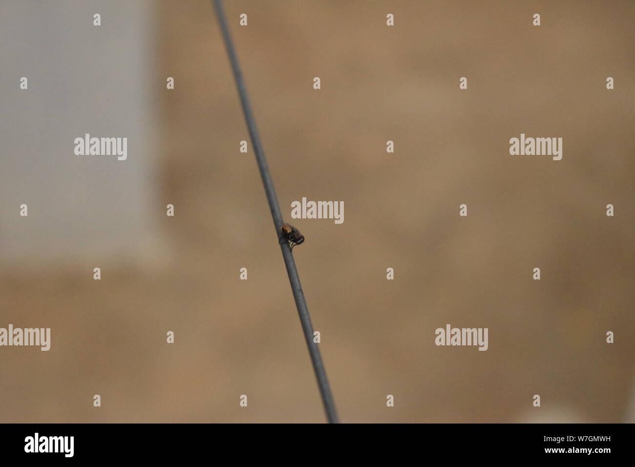 A FLY IS SITTING ON THE ROPE Stock Photo - Alamy