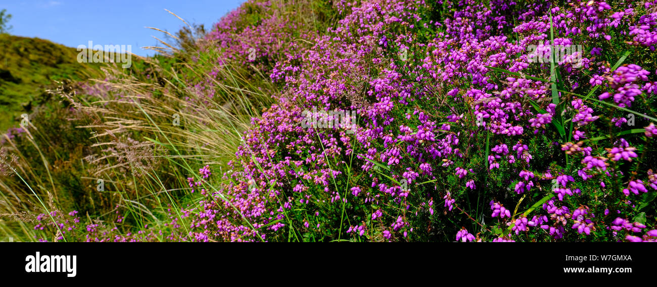 Beautiful purple heather on the moorland Dartmoor Stock Photo - Alamy