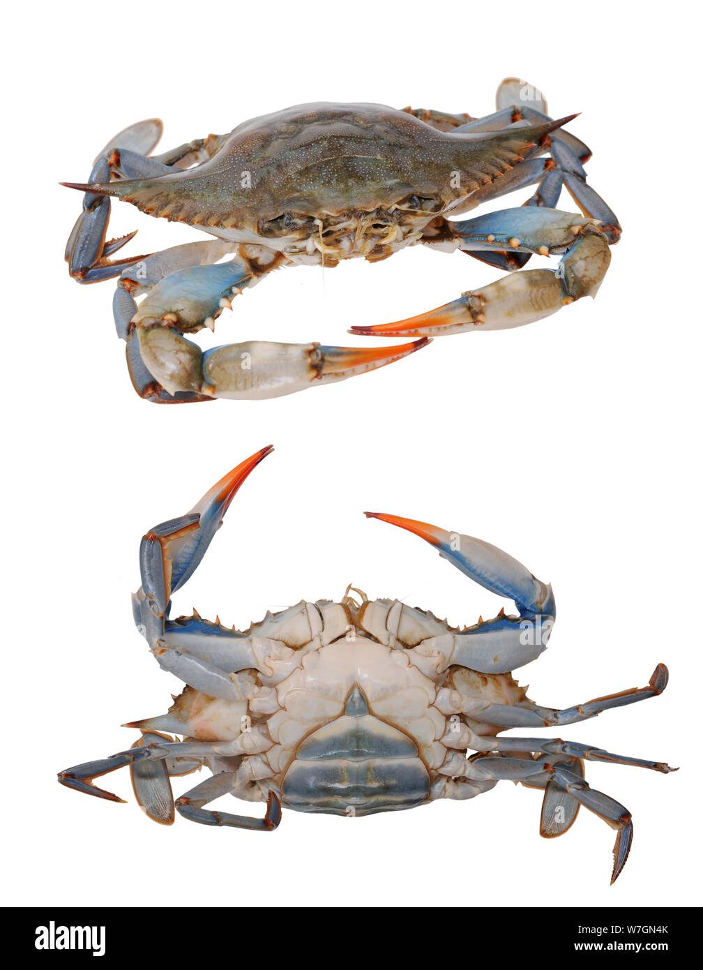 two views of crabs isolated on white background Stock Photo - Alamy