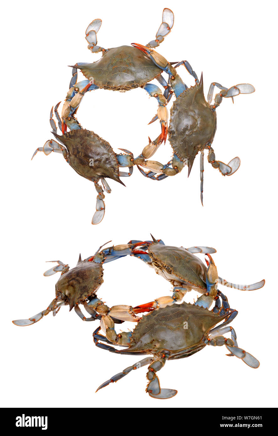 Crabs in sea Cut Out Stock Images & Pictures - Alamy