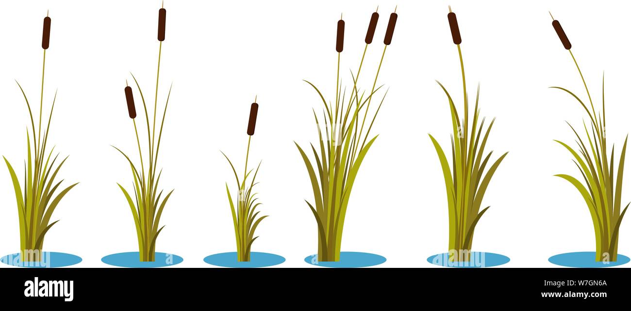 Set of variety autumn reeds with leaves on stem. Reed plant. Flat vector illustration isolated ...