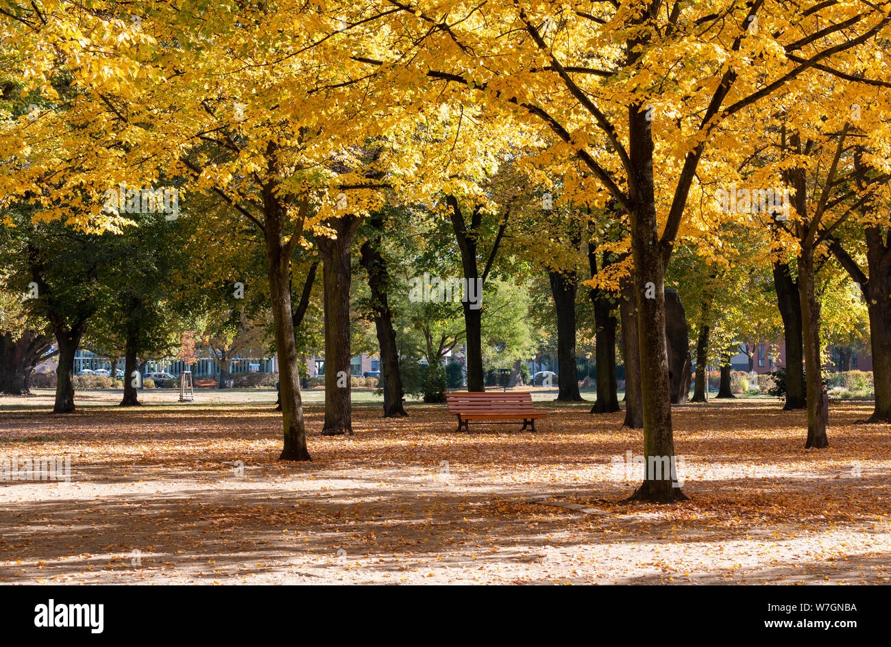 Park bench in autumn under trees with fall foliage Stock Photo - Alamy