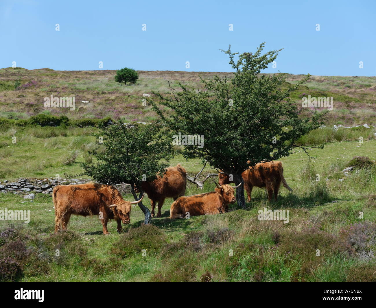 Dartmoor Highland Cattle Devon Stock Photo - Alamy