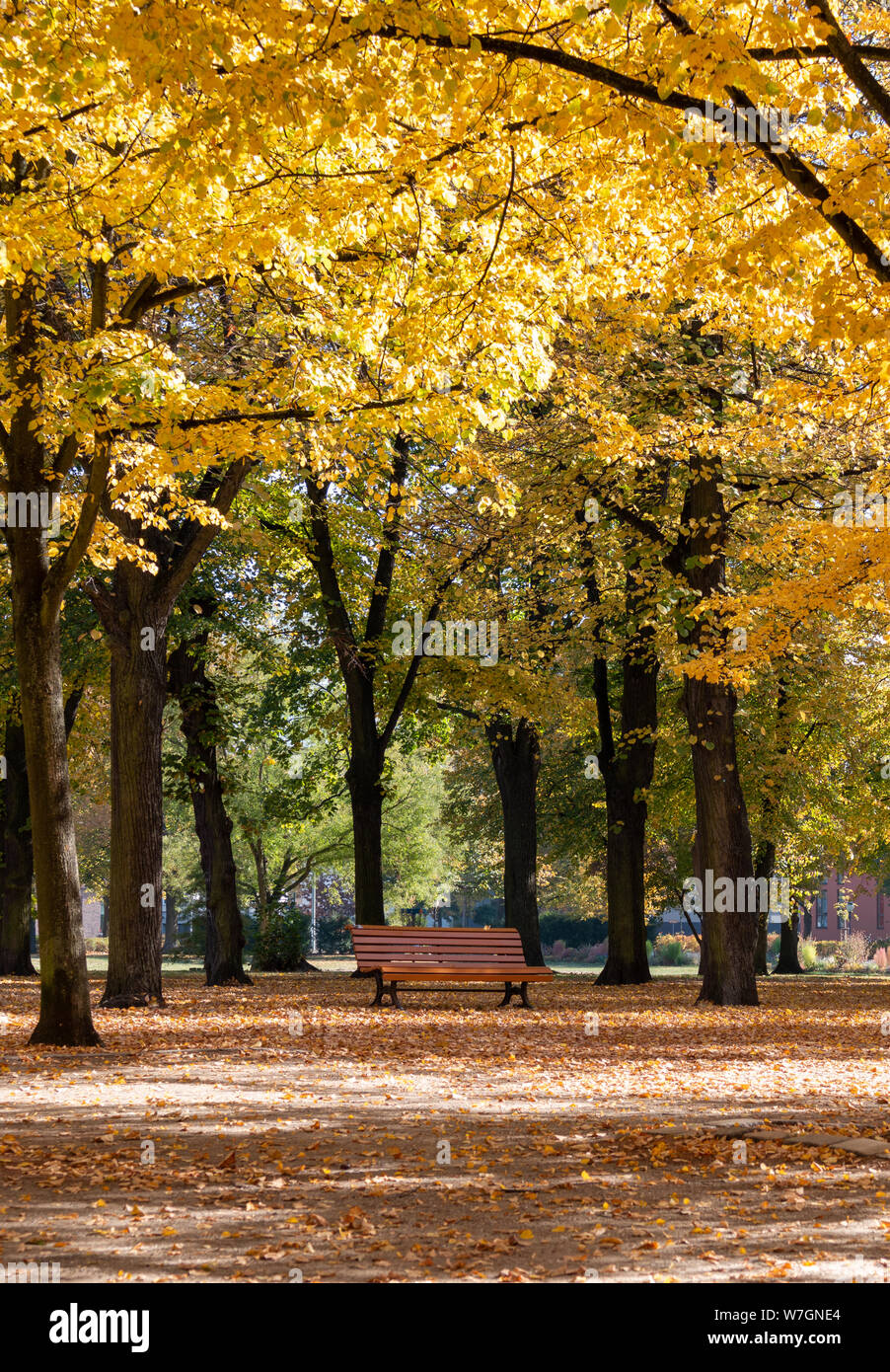 Park bench in autumn under trees with fall foliage Stock Photo - Alamy