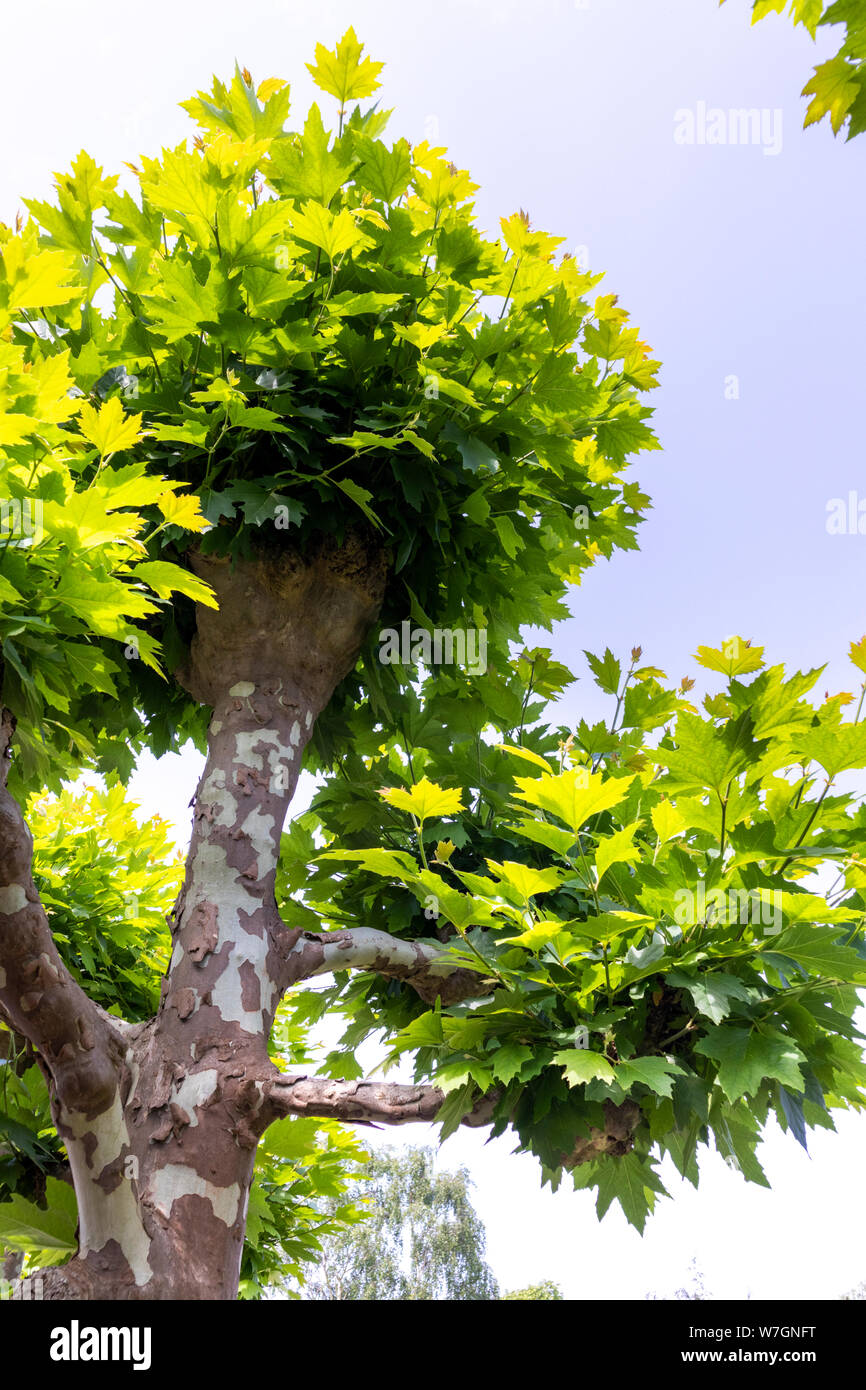 Pollarded plane tree hi-res stock photography and images - Alamy