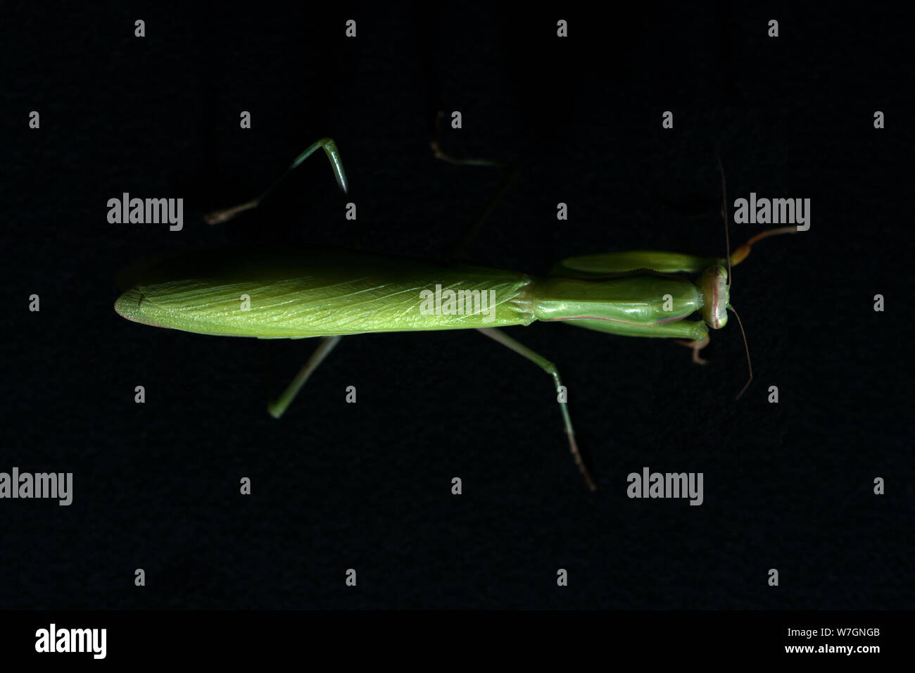 close from above view of green female mantis religiosa praying mantis ...