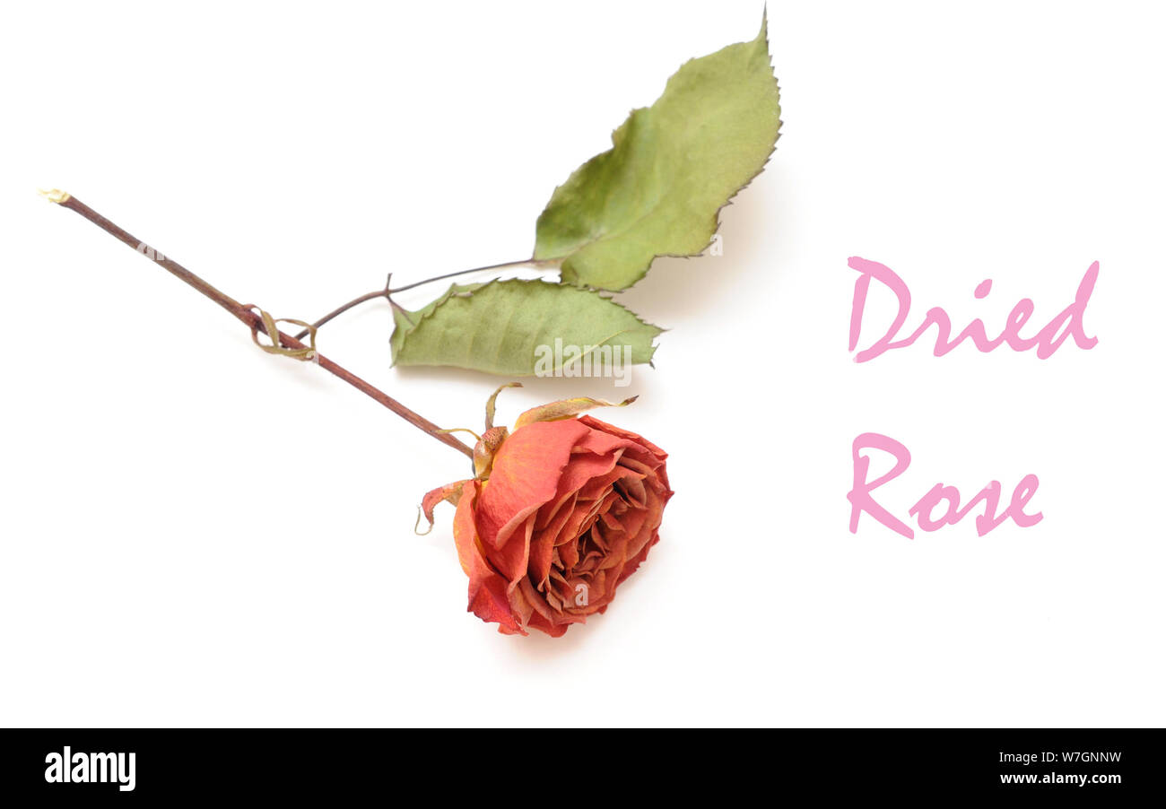 a single old rose on white background Stock Photo - Alamy