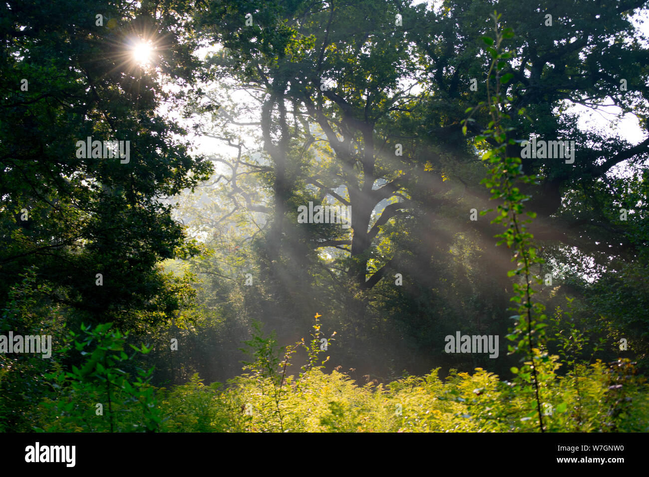 rhine wetlands in germany on a late summer morning Stock Photo - Alamy