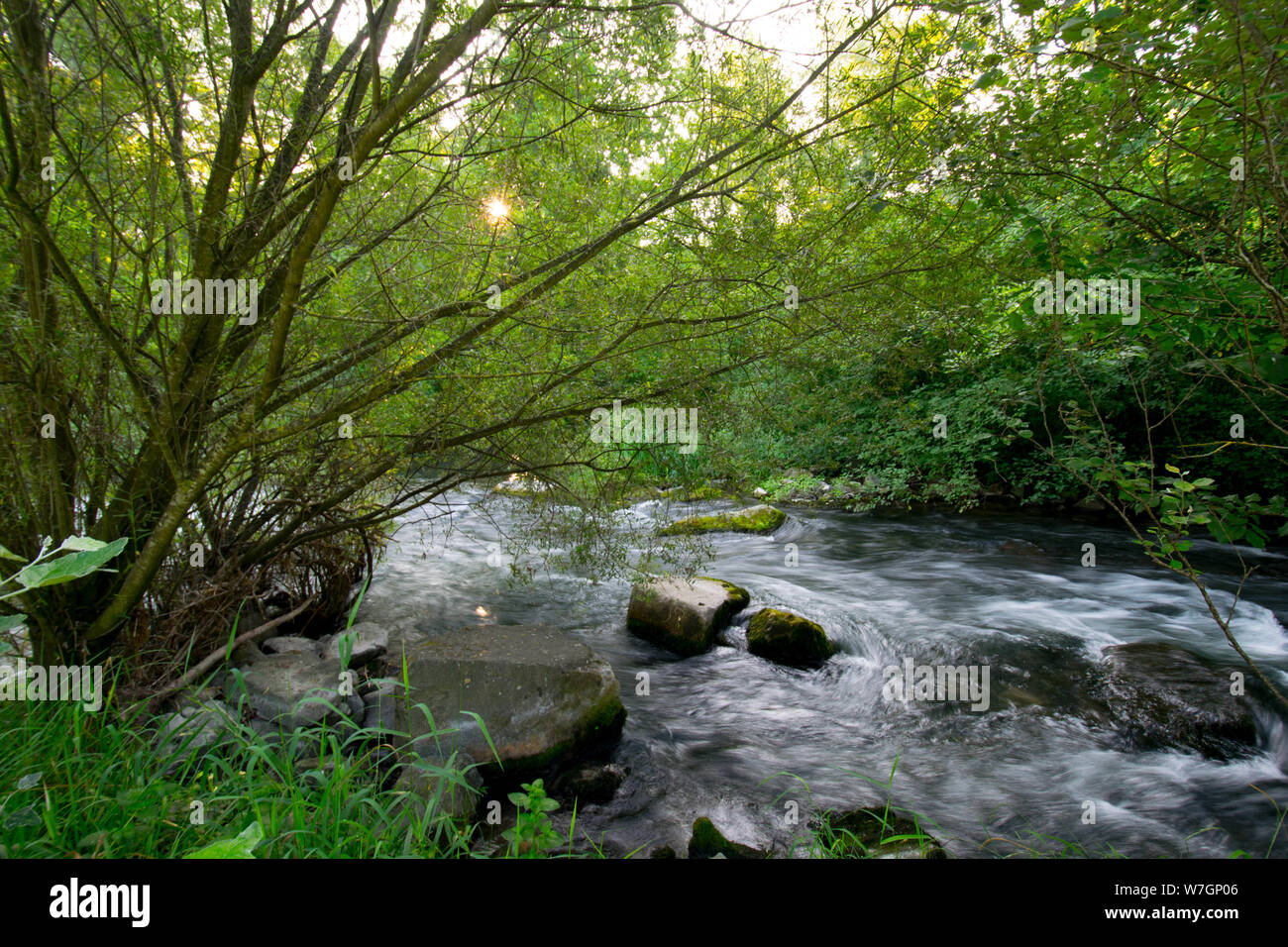 rhine wetlands in germany on a late summer morning Stock Photo - Alamy