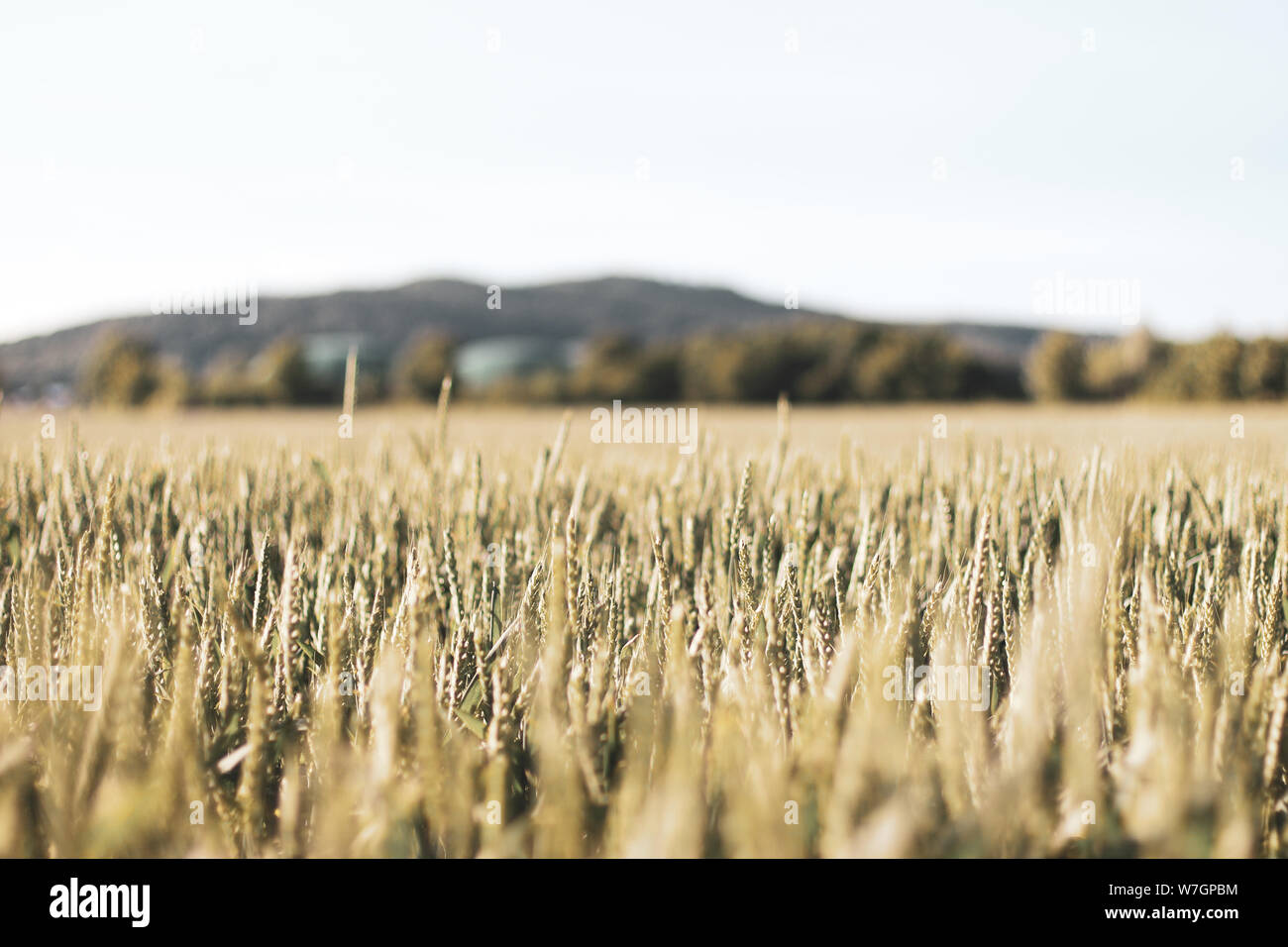 green wheat fields in Germany Stock Photo - Alamy