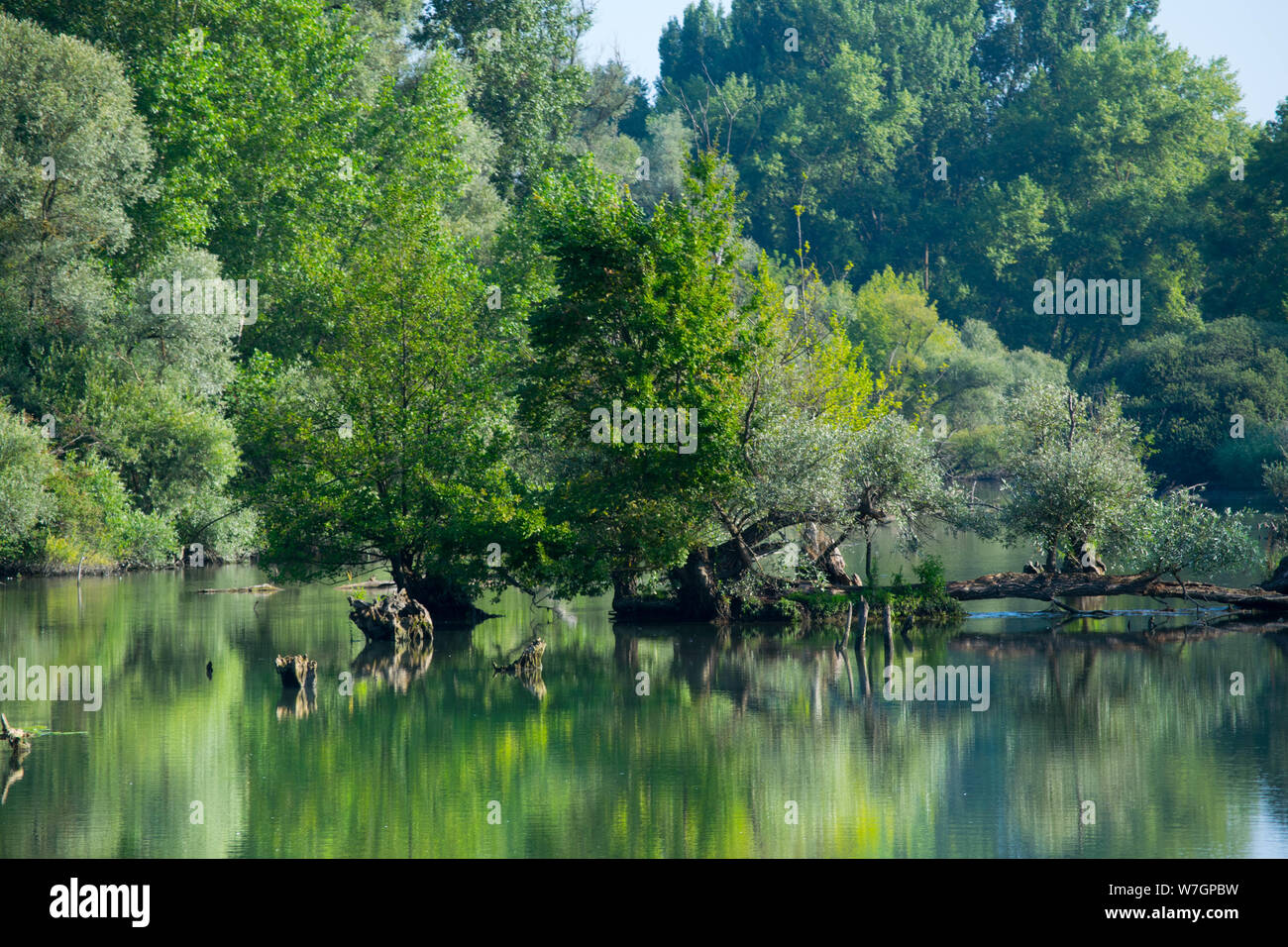 rhine wetlands in germany on a late summer morning Stock Photo - Alamy