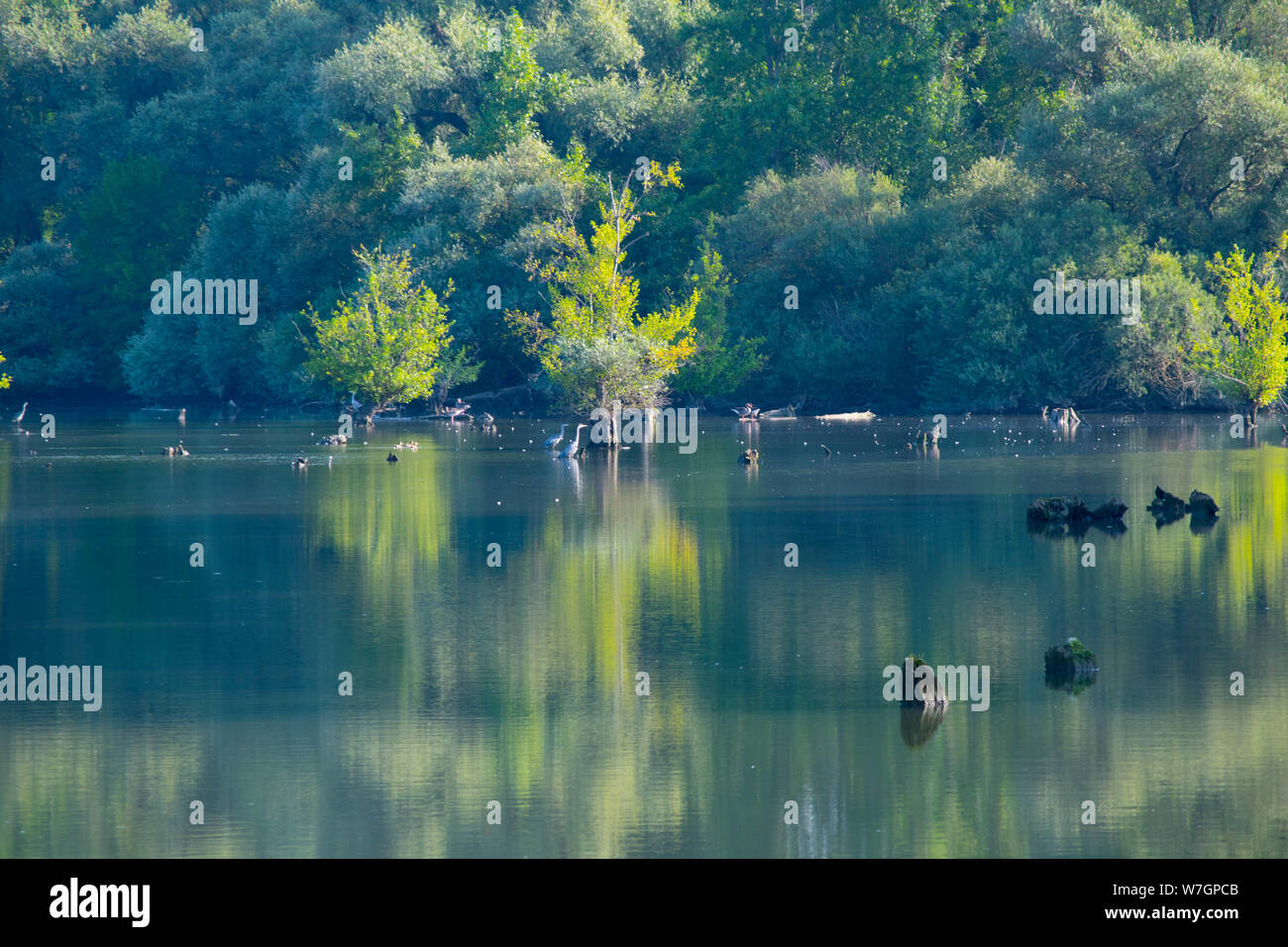 rhine wetlands in germany on a late summer morning Stock Photo - Alamy