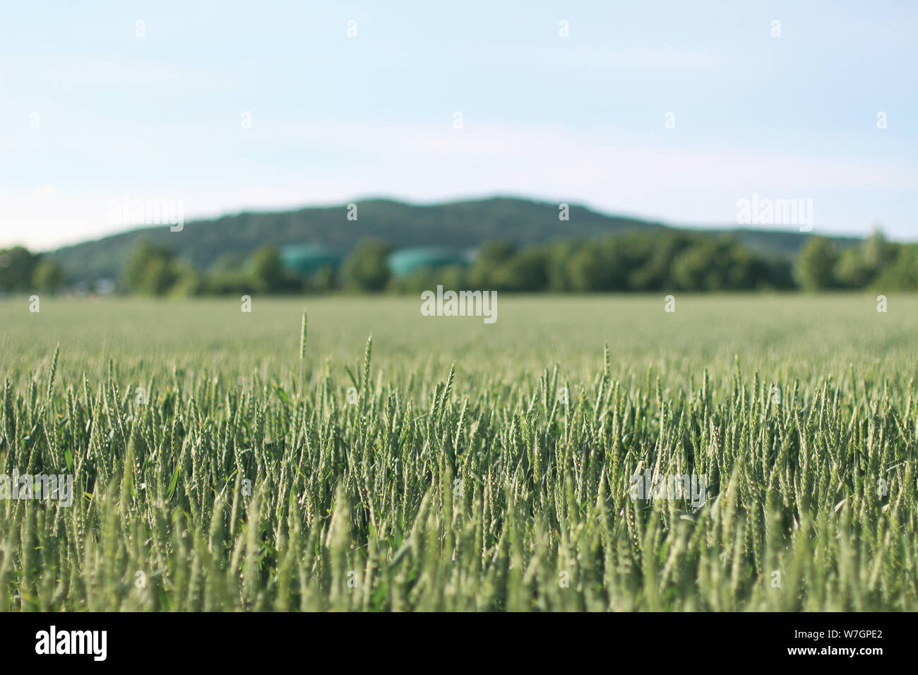 green wheat fields in Germany Stock Photo - Alamy