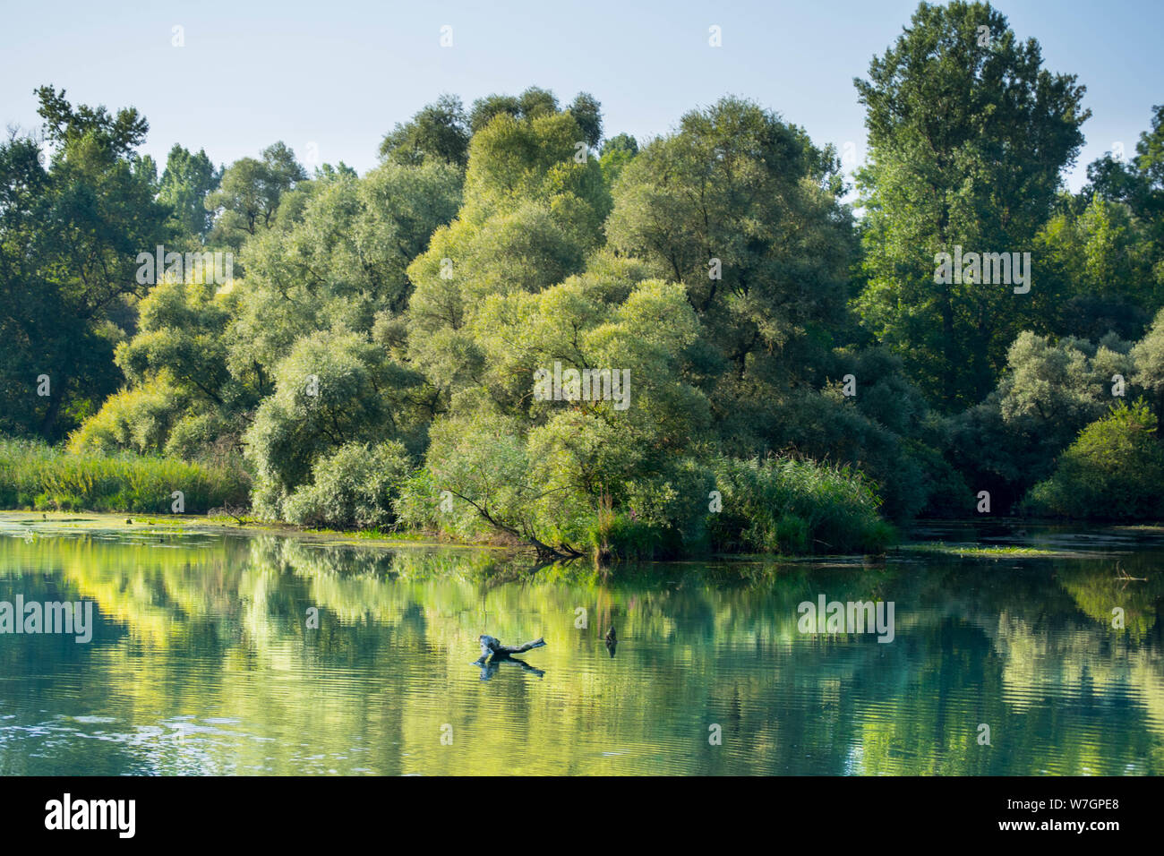 rhine wetlands in germany on a late summer morning Stock Photo - Alamy