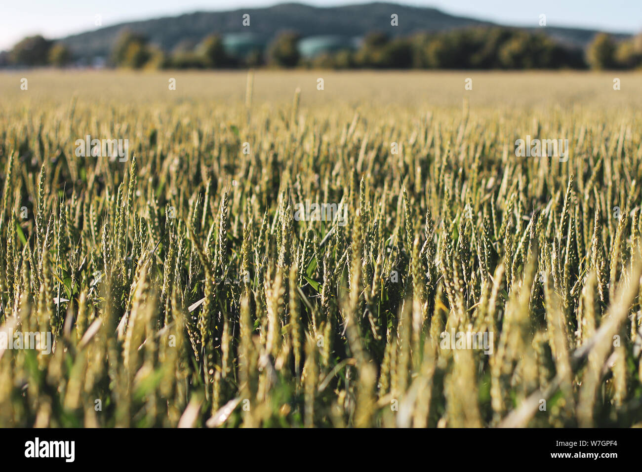 green wheat fields in Germany Stock Photo - Alamy