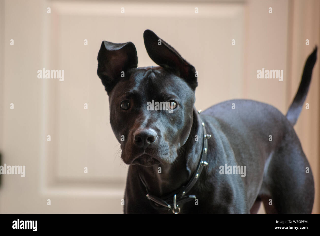Goofy pitbull hi-res stock photography and images - Alamy
