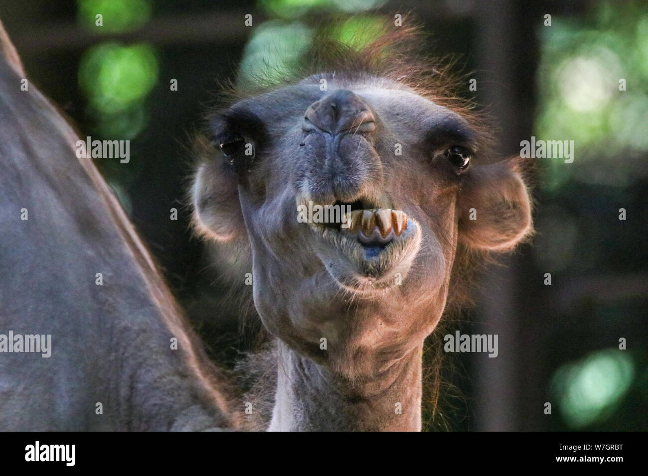 Head of a camel chewing and showing the teeth Stock Photo - Alamy