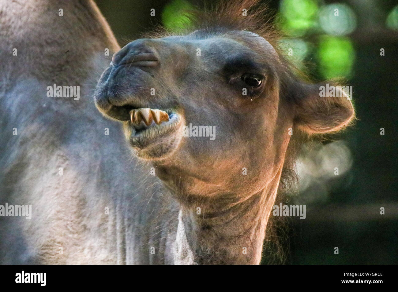 Head of a camel chewing and showing the teeth Stock Photo - Alamy