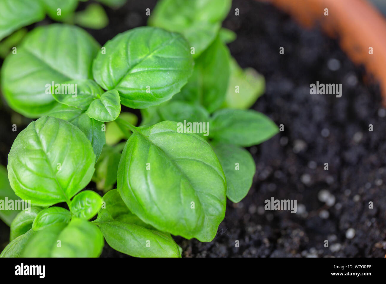 Young shoots of basil in a ceramic terracotta pot on a summer sunny day ...