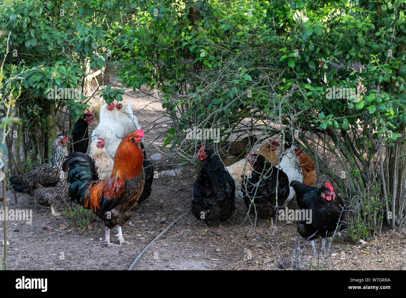 Poultry organic farming : healthy chicken walking outdoors looking for ...