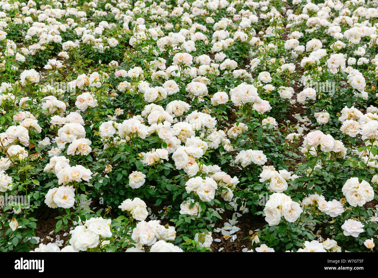 background texture of a garden bed planted with white roses Stock Photo ...