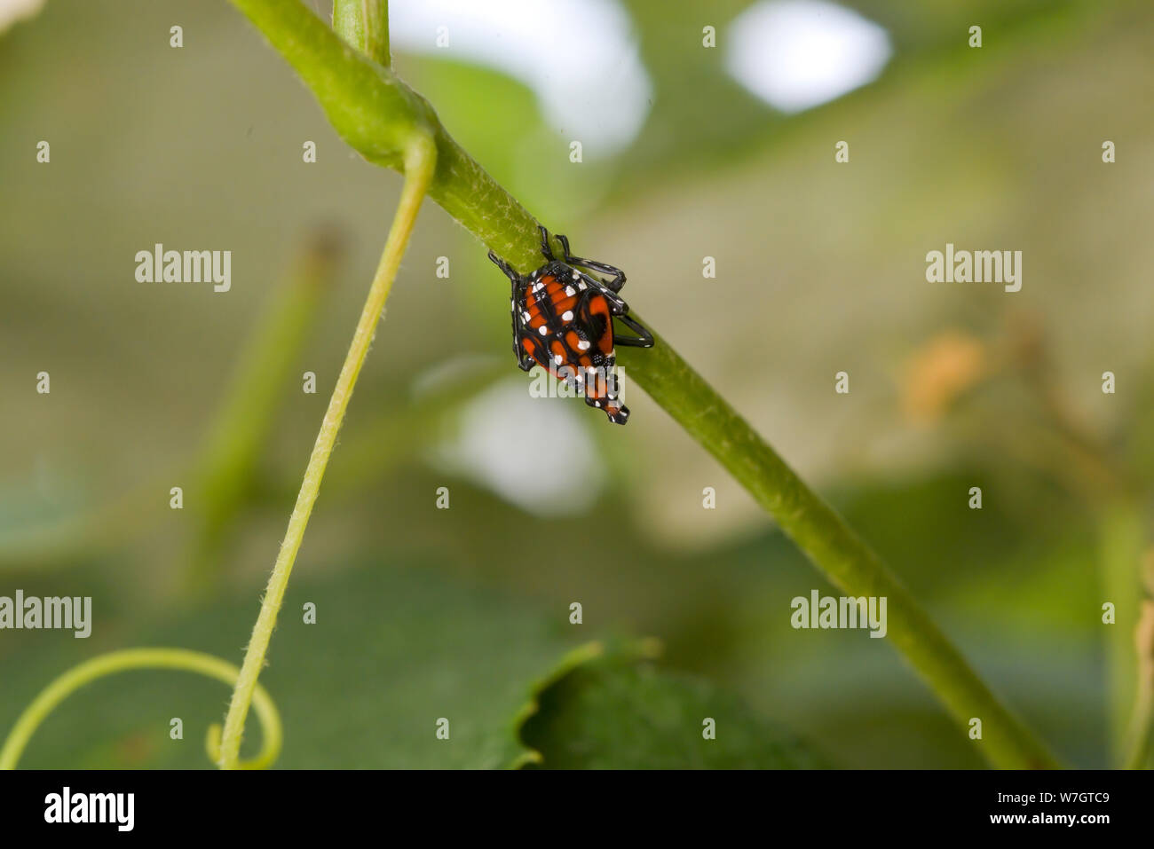 SPOTTED LANTERNFLY NYMPH 4TH INSTAR ON GRAPEVINES, PENNSYLVANIA Stock ...