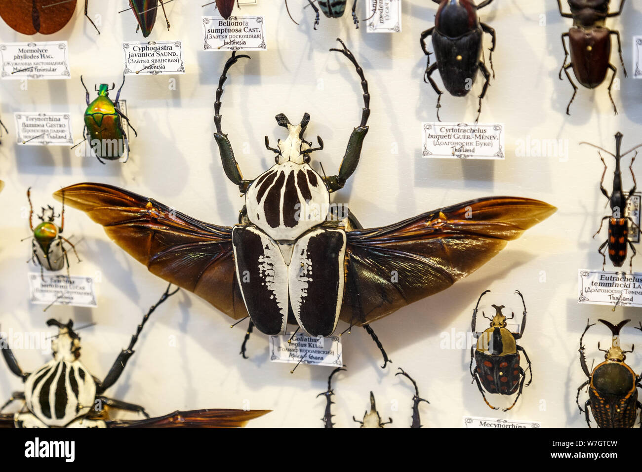 Moscow, Russia - March 12, 2019: Collection of dried natural insects in ...