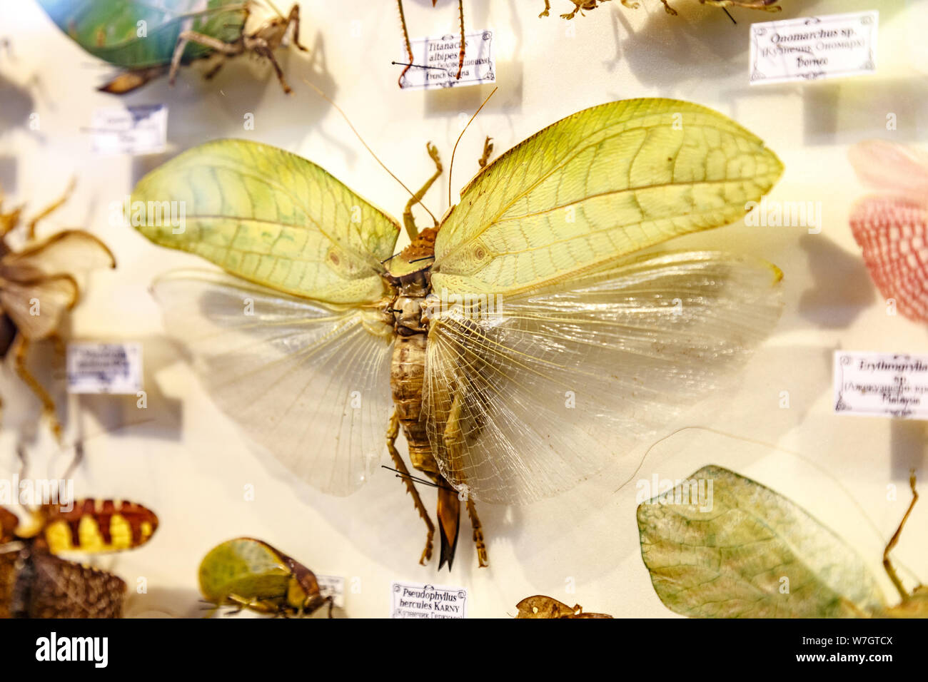 Moscow, Russia - March 12, 2019: Collection of dried natural insects in ...