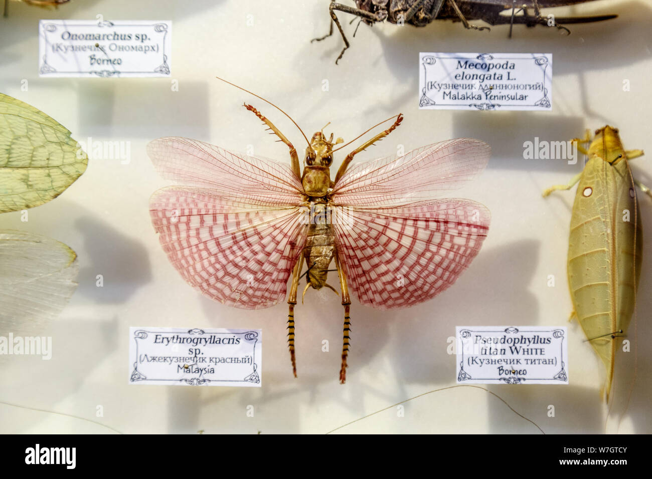 Moscow, Russia - March 12, 2019: Collection of dried natural insects in ...
