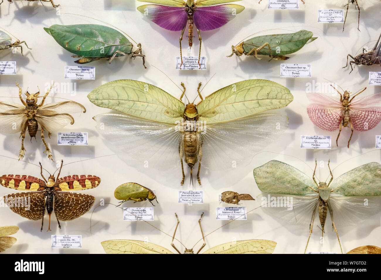 Moscow, Russia - March 12, 2019: Collection of dried natural insects in ...