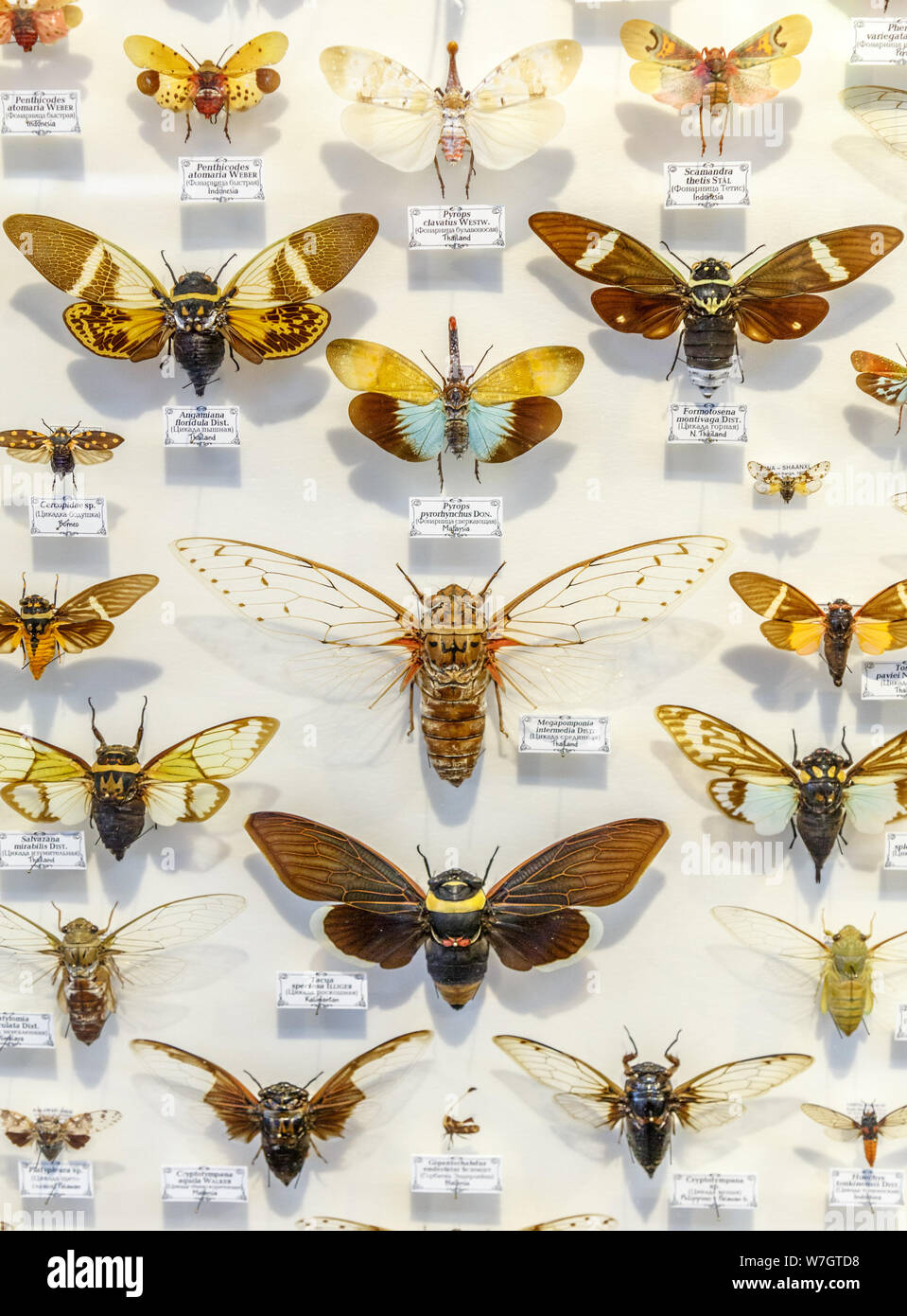 Moscow, Russia - March 12, 2019: Collection of dried natural insects in ...