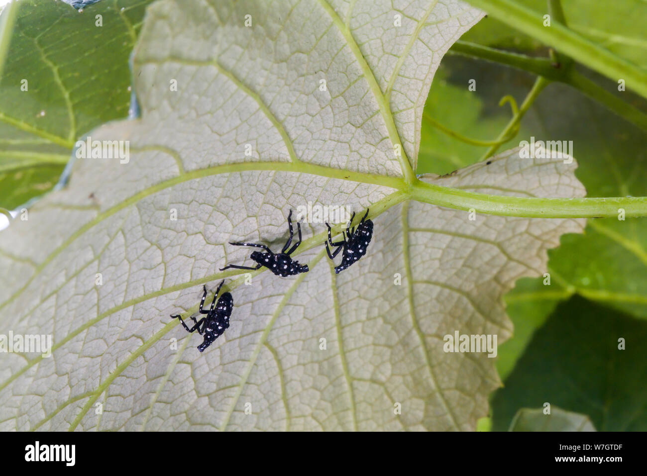 SPOTTED LANTERNFLY NYMPH, 3RD INSTAR ON GRAPEVINES, PENNSYLVANIA Stock ...