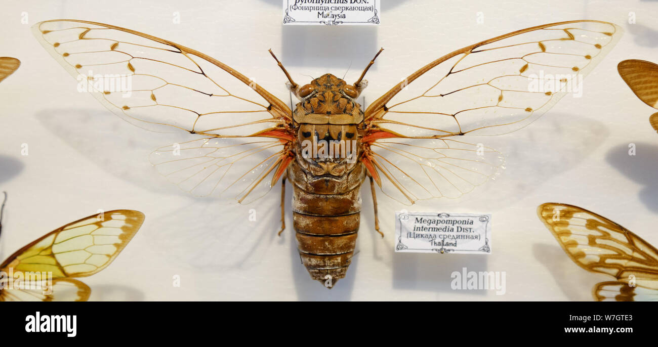 cicada insect isolated on white background Stock Photo - Alamy