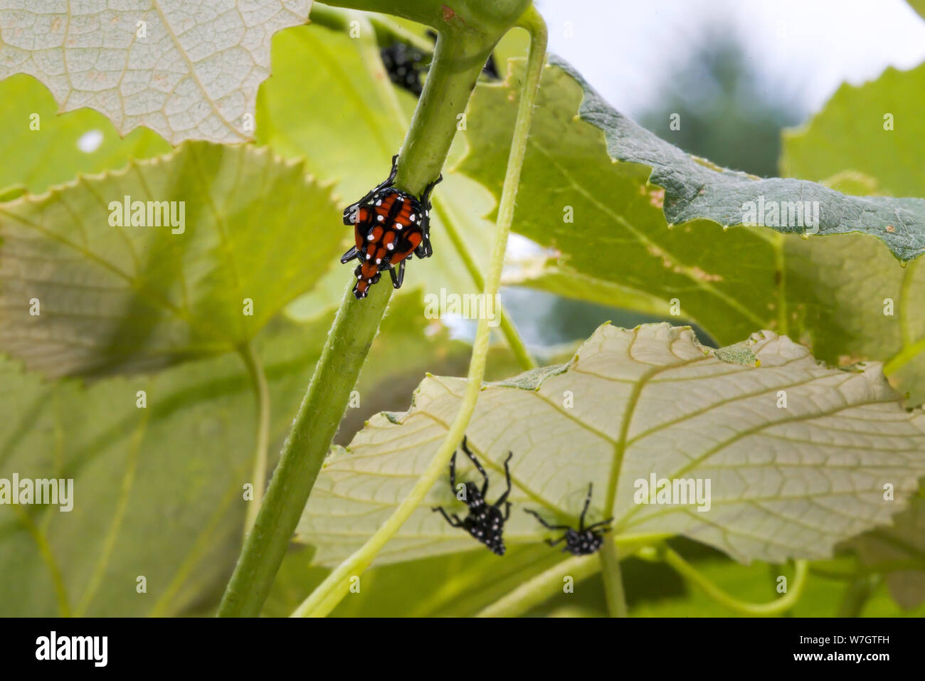 SPOTTED LANTERNFLY NYMPH 4TH INSTAR ON GRAPEVINES, PENNSYLVANIA Stock ...