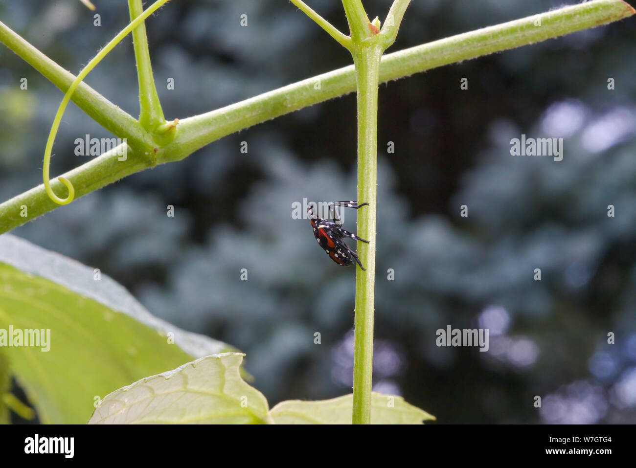 SPOTTED LANTERNFLY NYMPH 4TH INSTAR ON GRAPEVINES, PENNSYLVANIA Stock ...