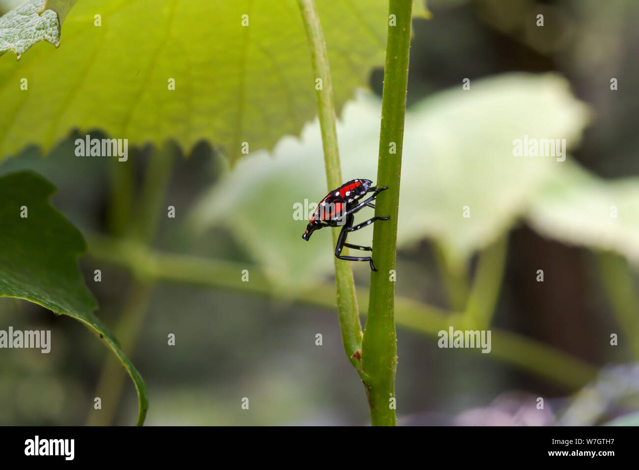 SPOTTED LANTERNFLY NYMPH 4TH INSTAR ON GRAPEVINES, PENNSYLVANIA Stock ...